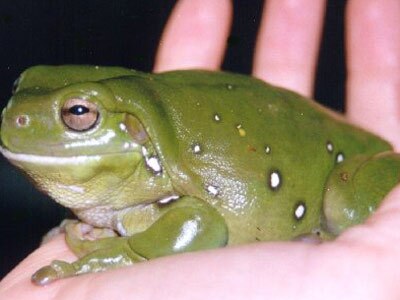 New strain of deadly cancer found in Far North Queensland frogs - ABC News