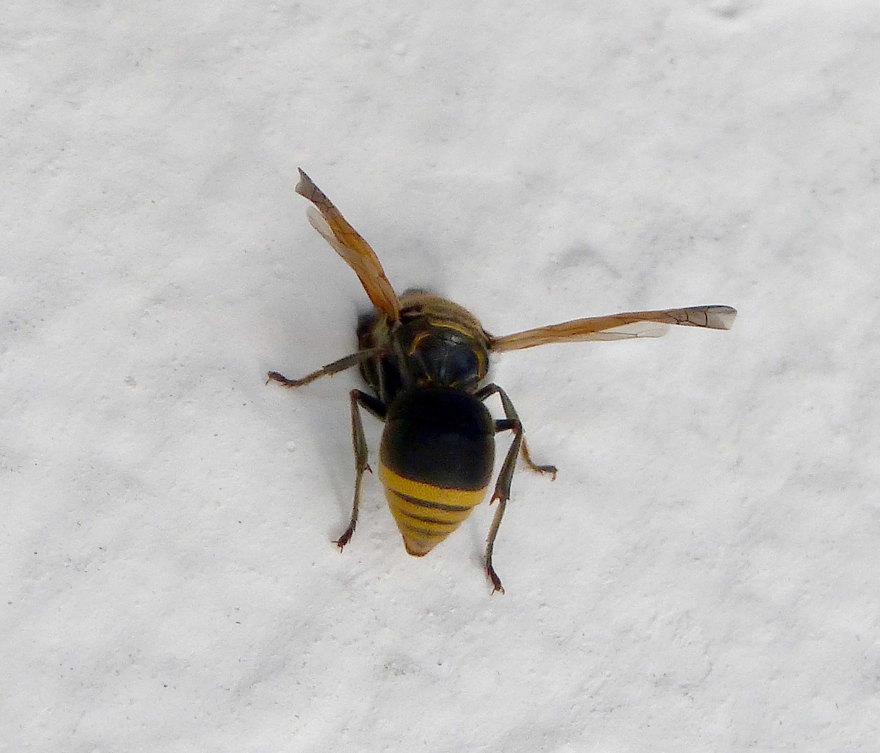 Invasive keyhole wasp builds nests in aircraft instruments, may pose ...