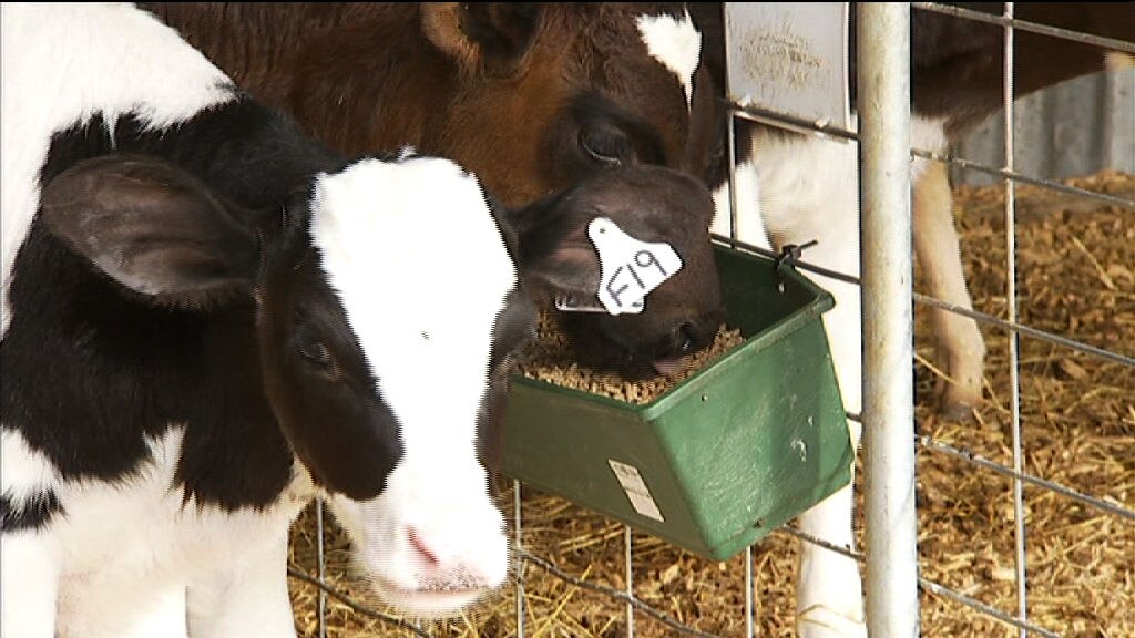 Dairy Outlook: One year on from the price collapse crisis - ABC News