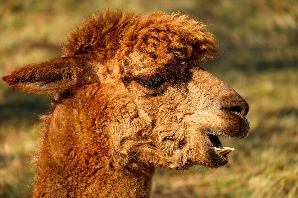 Abducted alpacas 'probably targeted' after owner died, Tasmanian police ...