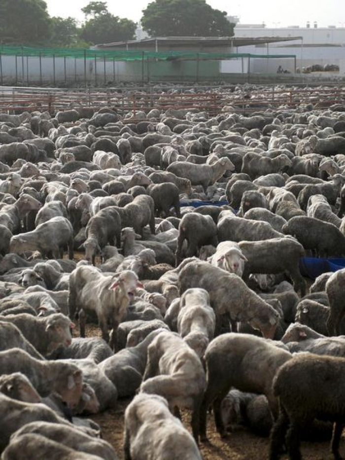 Some Australian sheep in Pakistan may have died of anthrax - ABC News