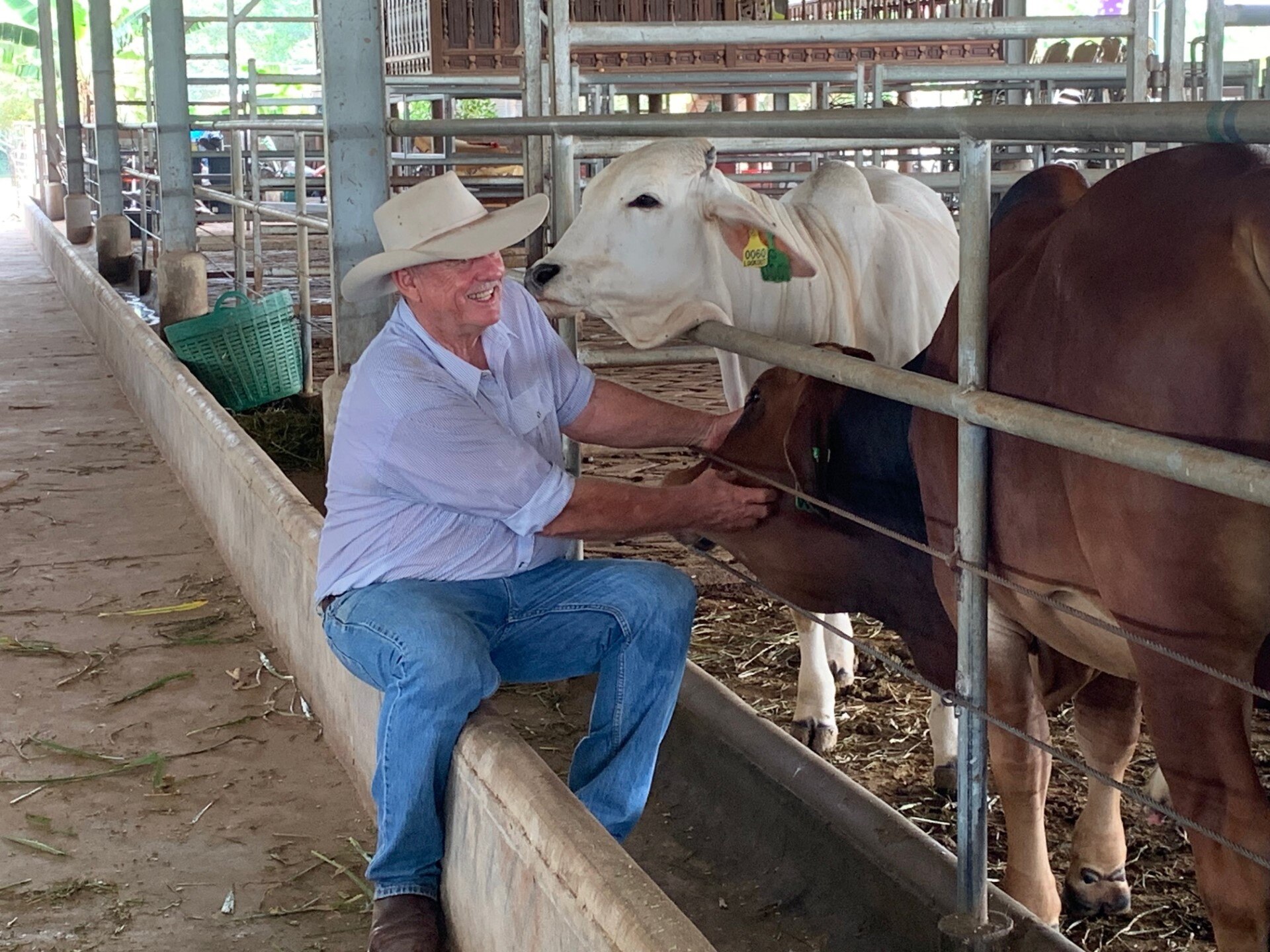 Cows for Cambodia charity helps lift people out of poverty - ABC News