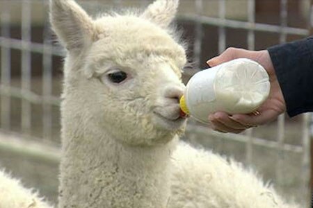 Police probe attack on school alpacas - ABC News