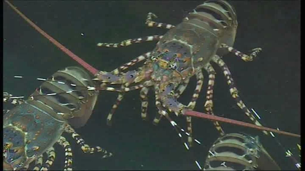 Aquaculture success story at Exmouth - ABC News