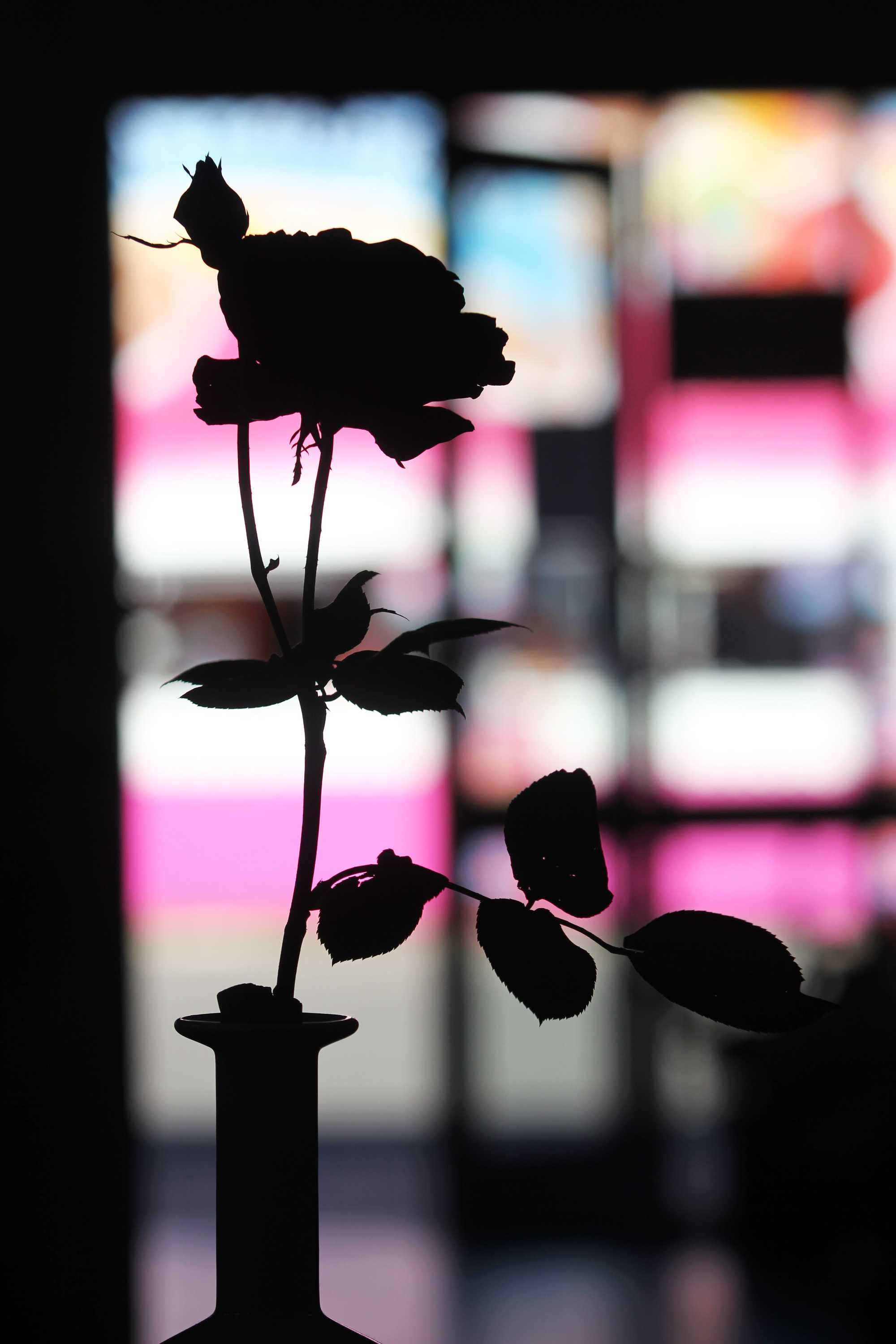 War of the roses: South Australia's premier rose title spurs ...