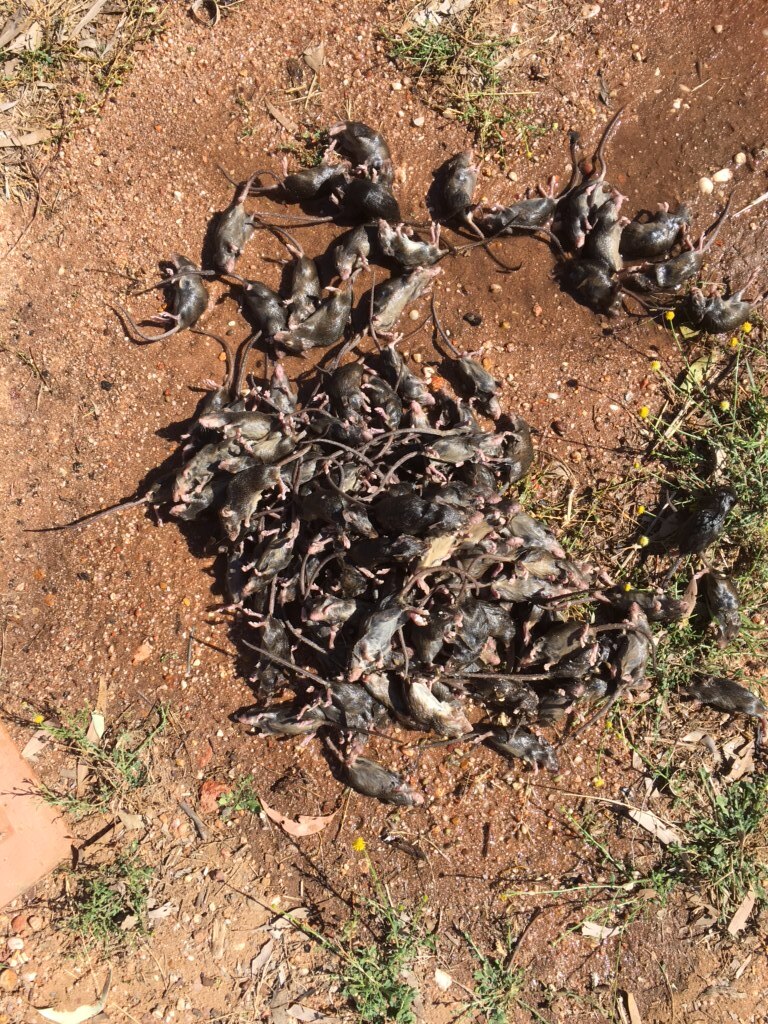 Mouse plague impacting NSW residents' mental health like that of ...