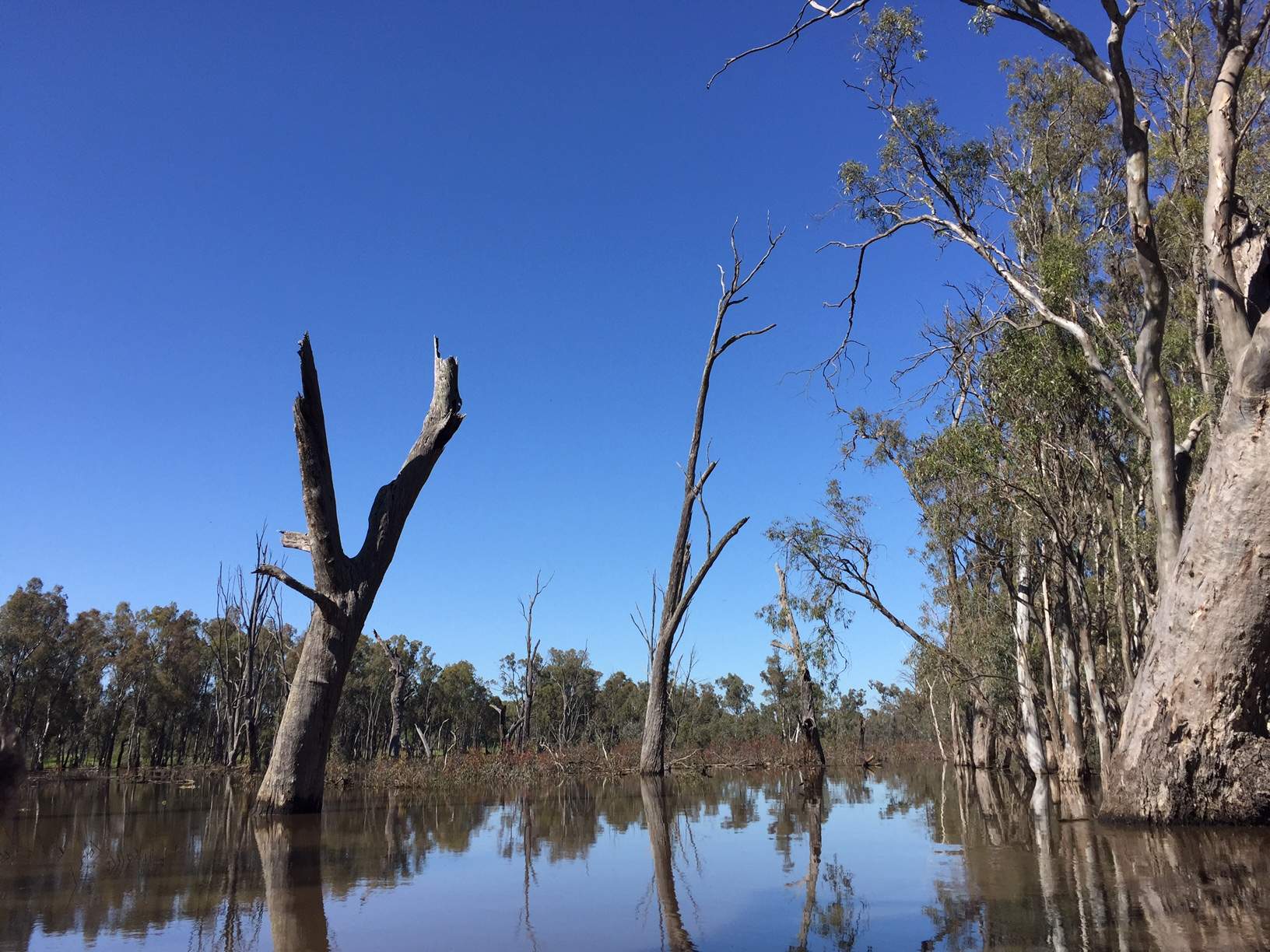 Lower Goulburn River floodwaters bring environment to life in wetlands ...