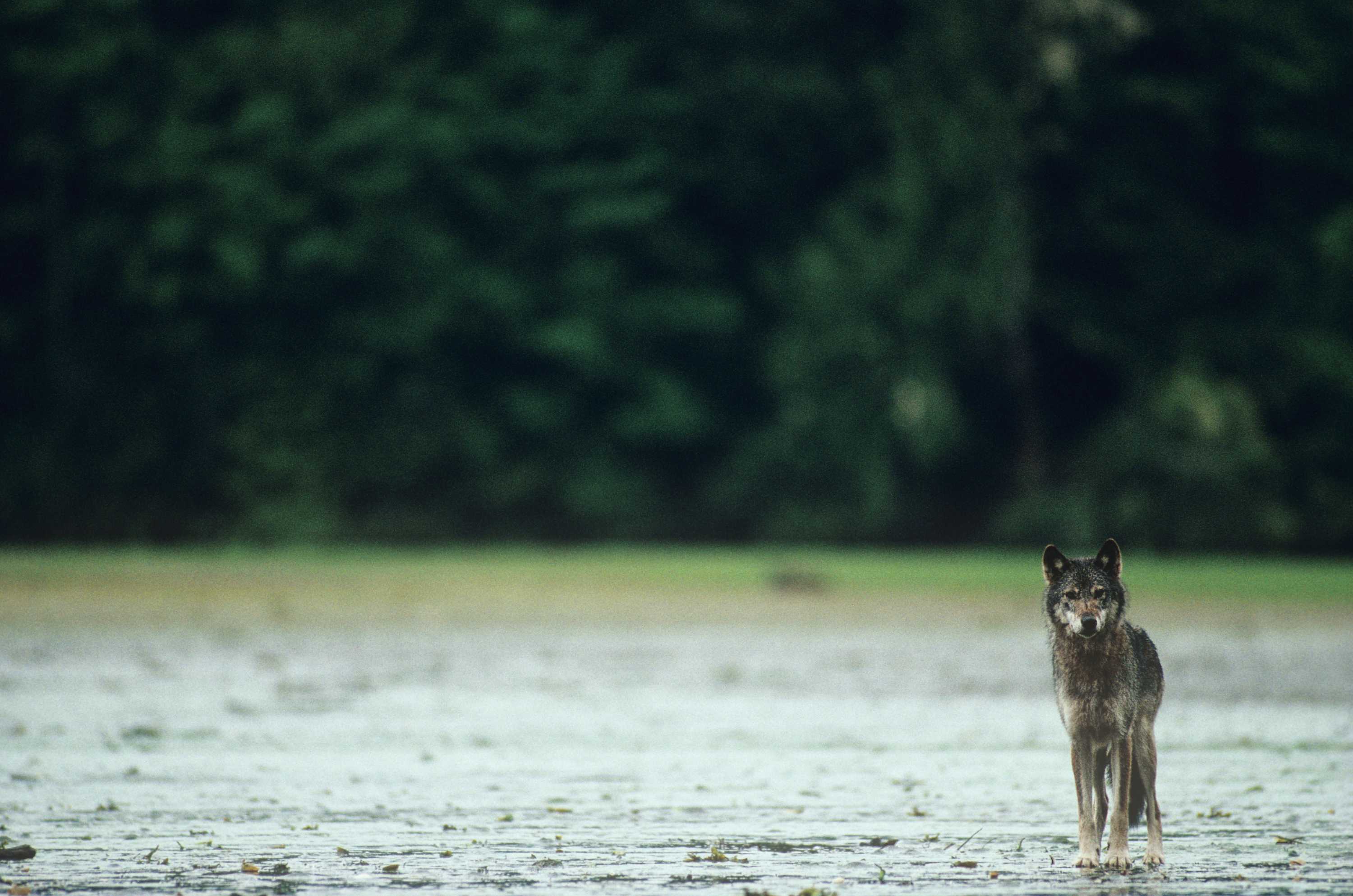 Howling cameraman - ABC listen