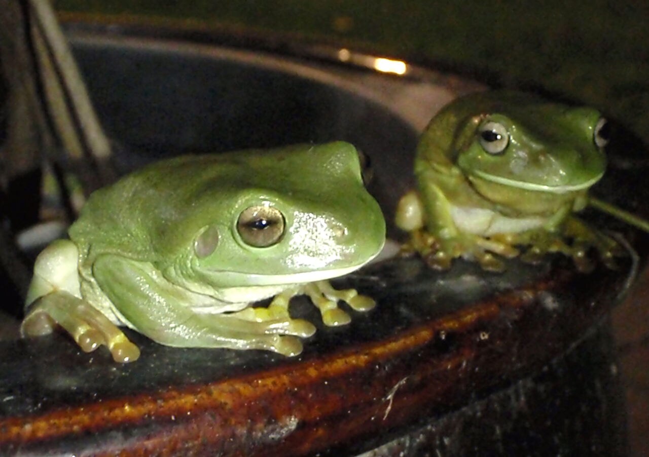 Appetite for frog legs leading to extinction - ABC News