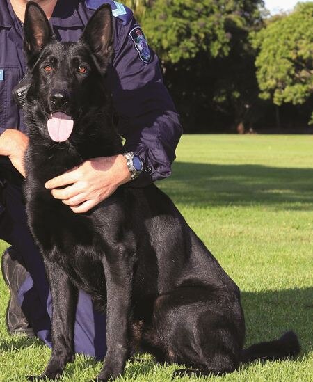 Police dog that went missing while tracking offender on Gold Coast ...