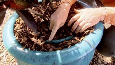 Pot Culture - Gardening Australia