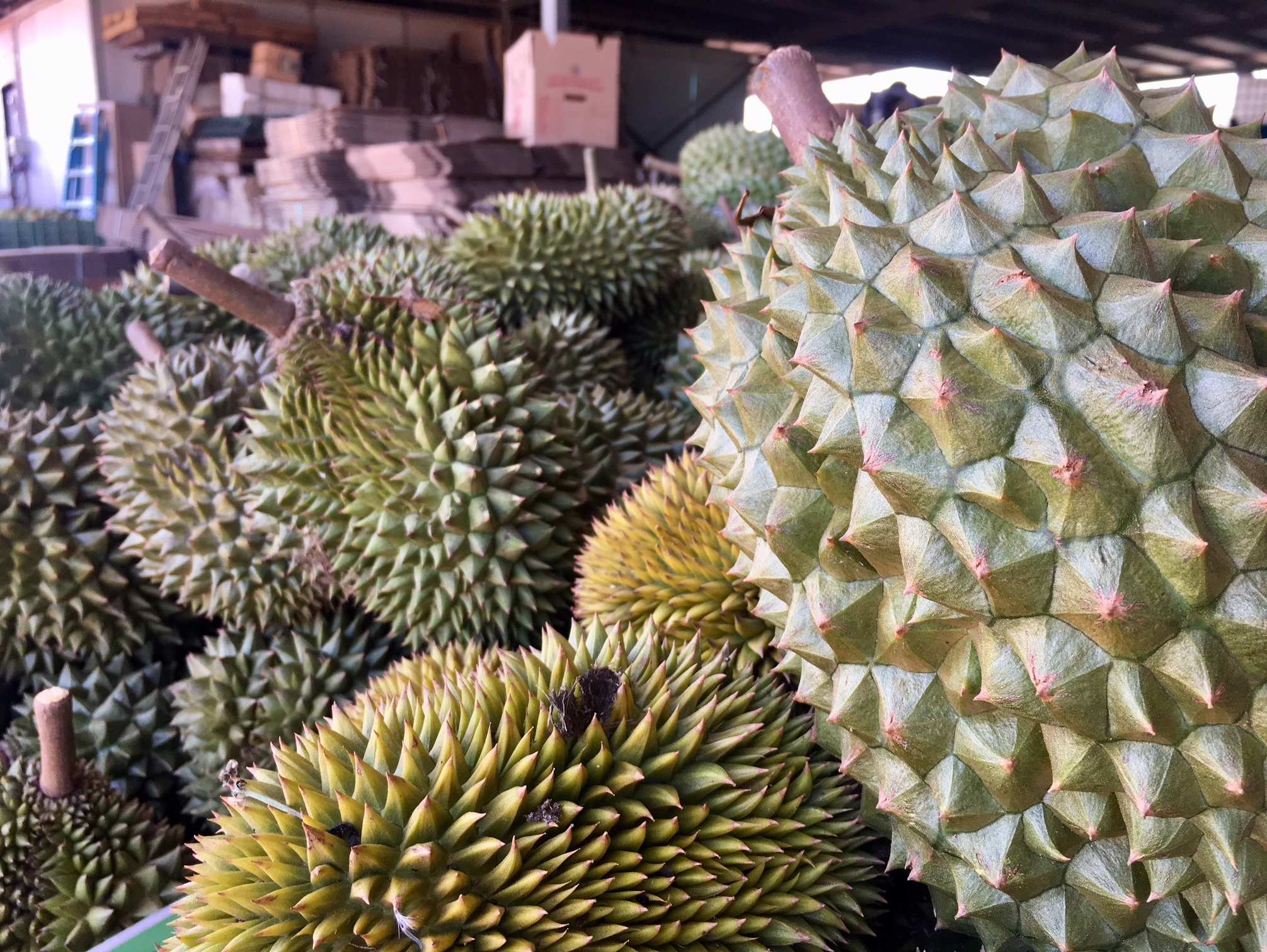Durian season smelling great as Australia's largest farm gives Perth a ...