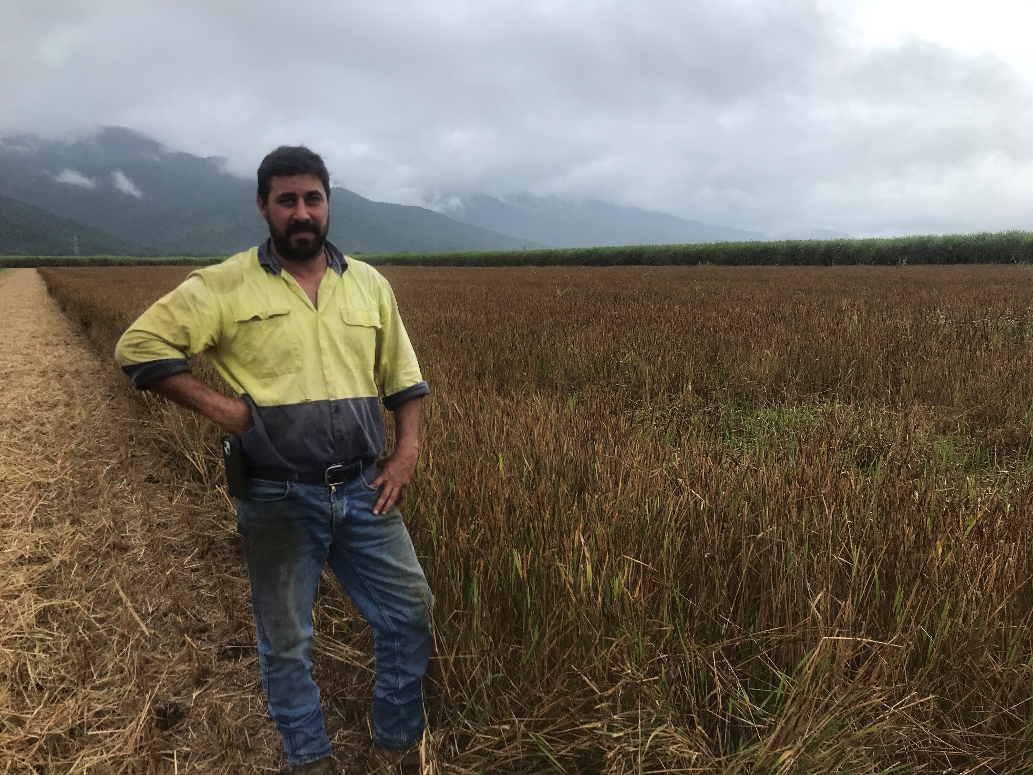 Black rice harvested for first time in Australia as superfood demand ...