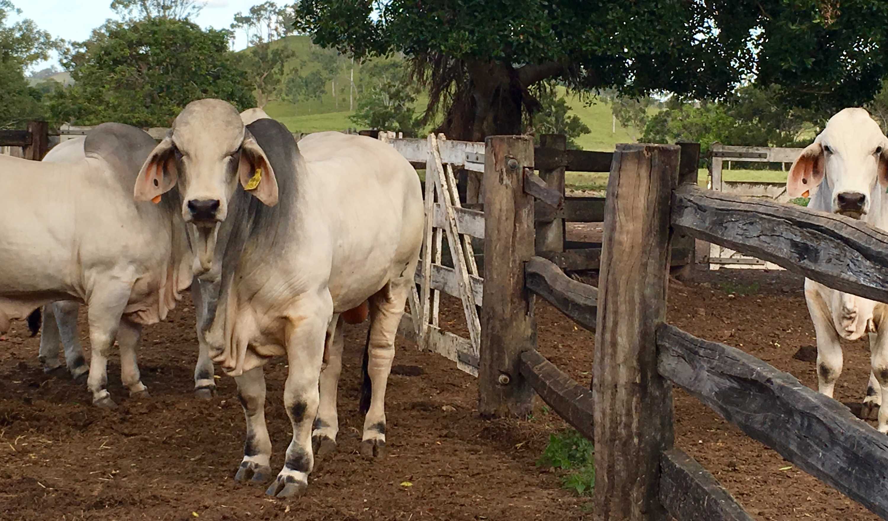 North Queensland bred Brahman bulls set sail to Borneo - ABC News