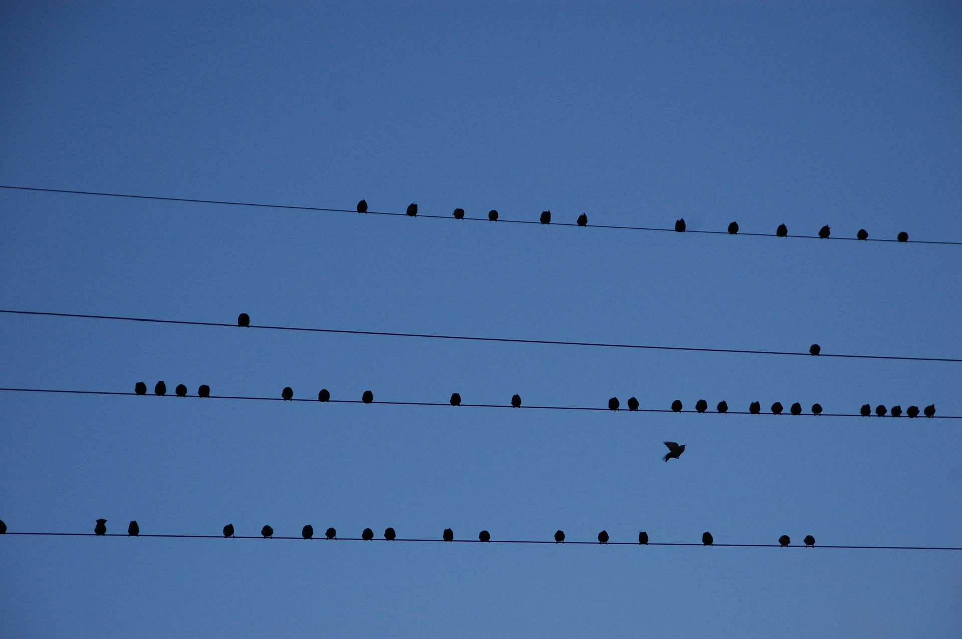 Why do birds have such a good sense of balance? - ABC listen