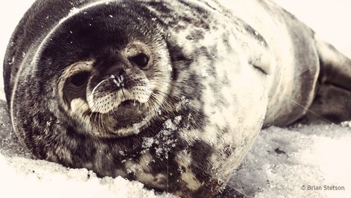 Seal Tracking - Behind The News