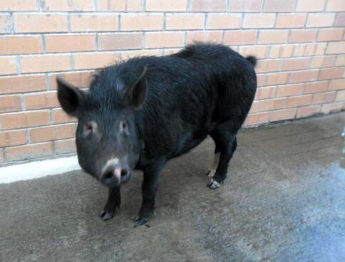 Pig disrupts traffic during romp through WA country town of Denmark ...
