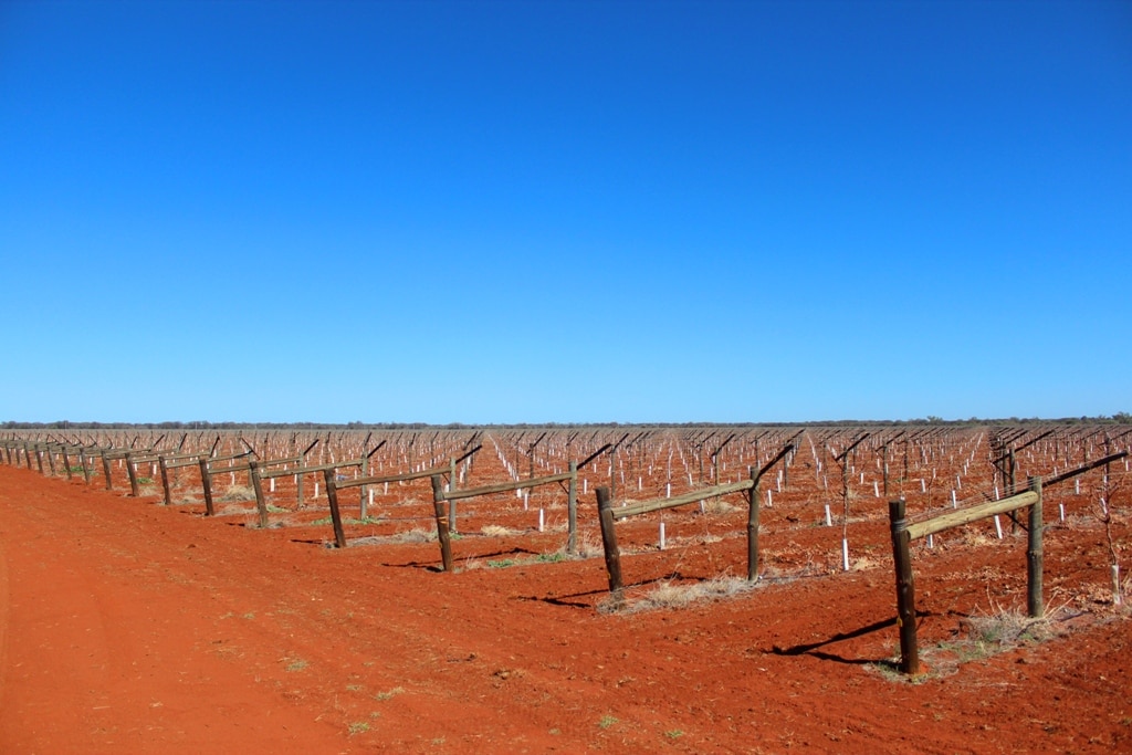 Developing a grape future in Ti Tree - ABC News