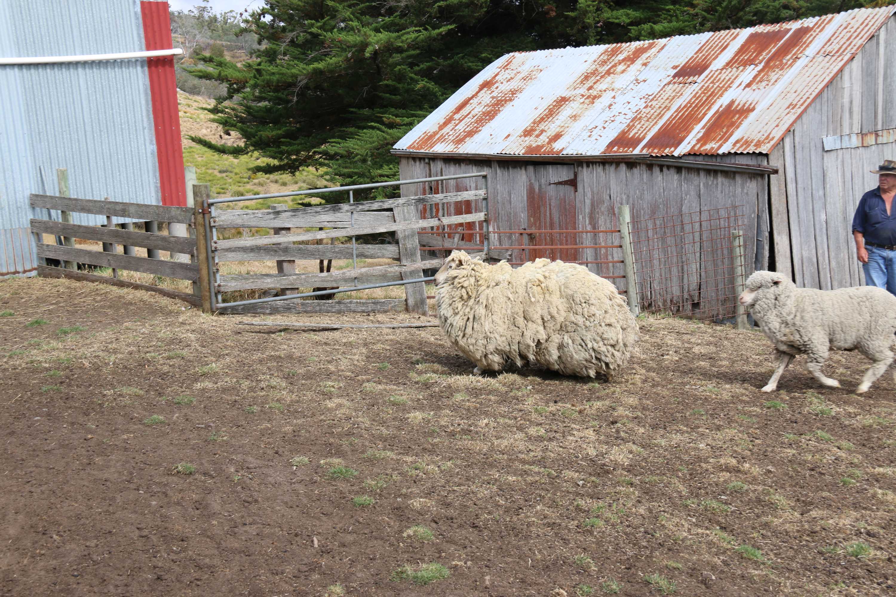 Lost Tasmanian sheep Sheila has wool shorn for first time in six years ...