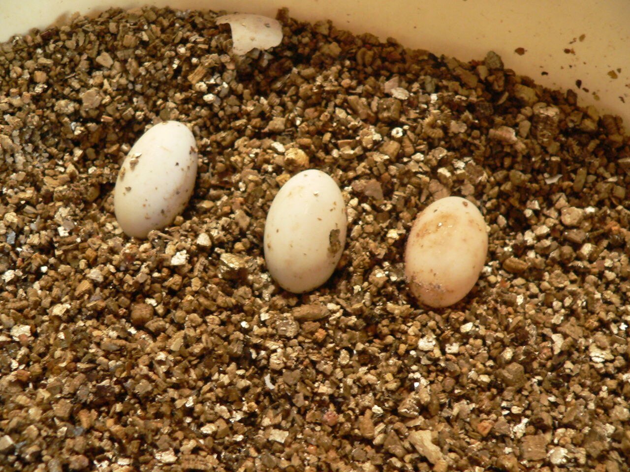 Sea turtles threatened by feral pigs - ABC News