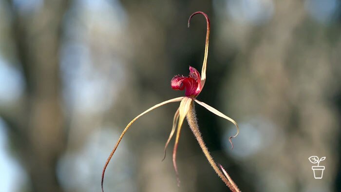 Anglesea Heath - Gardening Australia