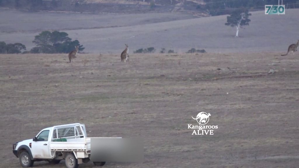 Concerns about NSW kangaroo culling program - ABC listen