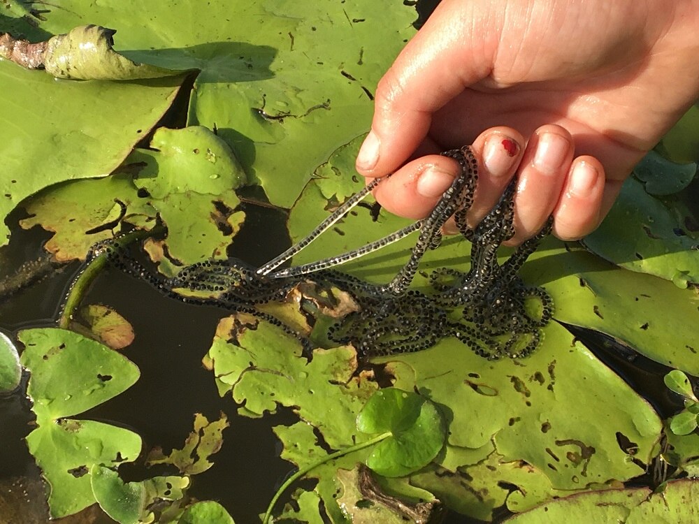 'Cane toad bust' aims to curb threat to native species, as population ...