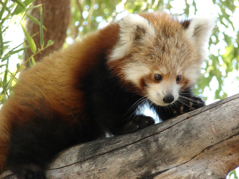 First Cut: Rare red pandas make zoo debut - ABC News