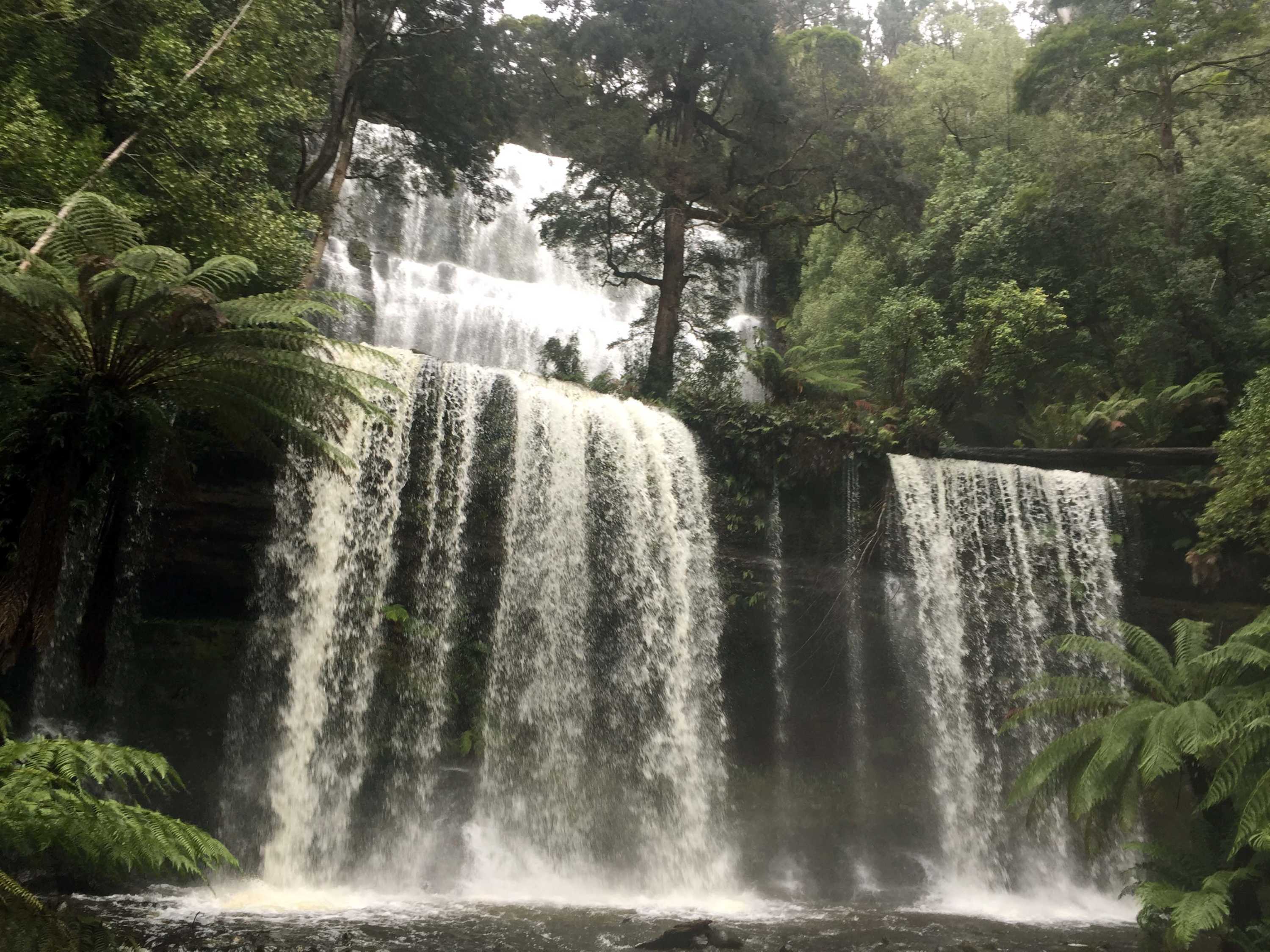 Mount Field National Park funding welcomed by tourism operators - ABC News