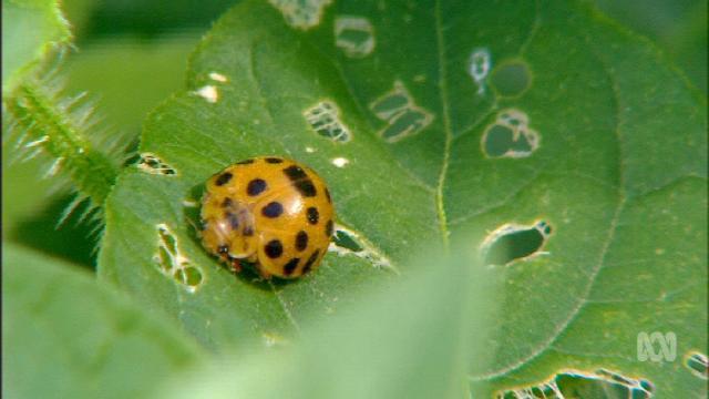 BTN: Ladybug life cycle - ABC Education