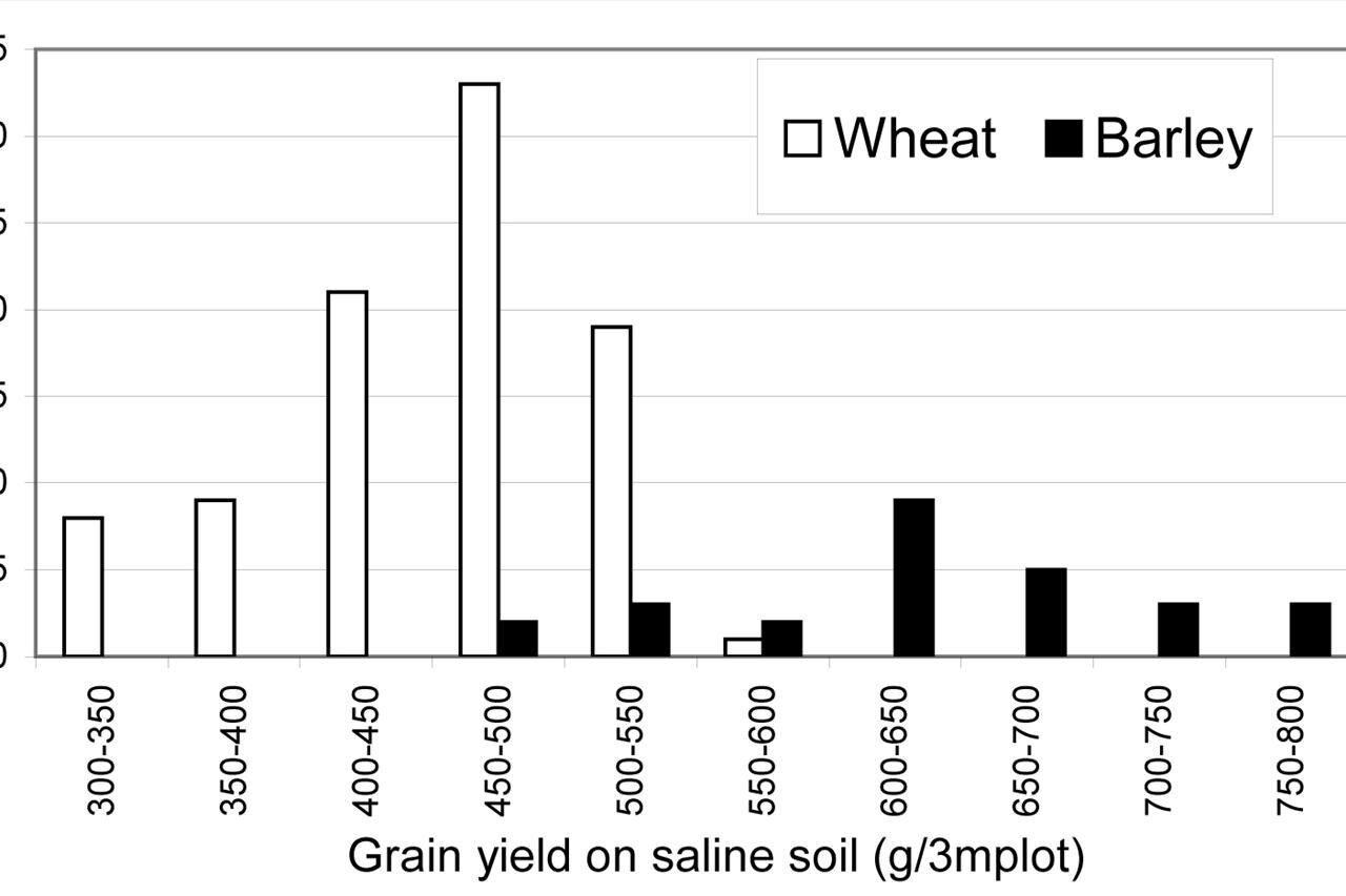 Barley beats wheat in WA salinity trial - ABC News