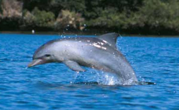 Lone dolphin frolicks off the Central Coast - ABC News
