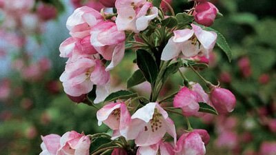 Malus - Gardening Australia