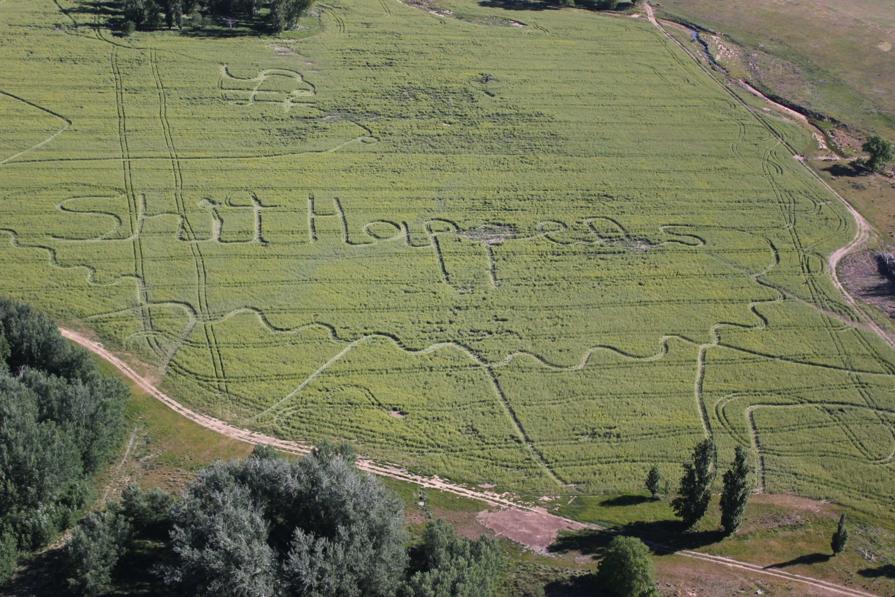 Message in a paddock: frost, philosophy and creative slashing - ABC News