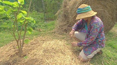 Protecting Your Mulch - Gardening Australia