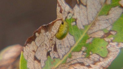 The Vegie Patch: Pear and Cherry Slug - Gardening Australia