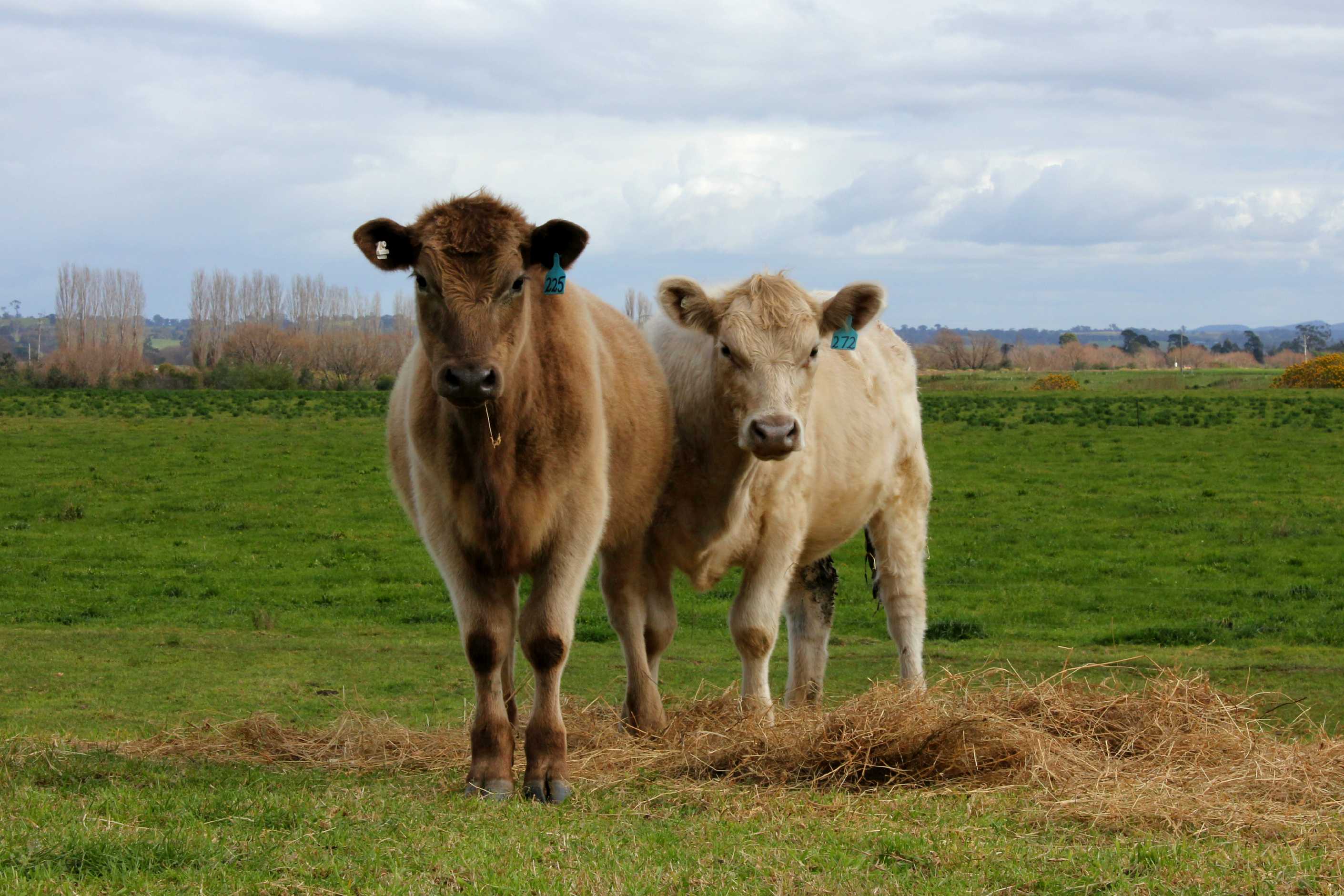 Mysterious cattle condition sees rosy-red steak downgraded to cheap ...