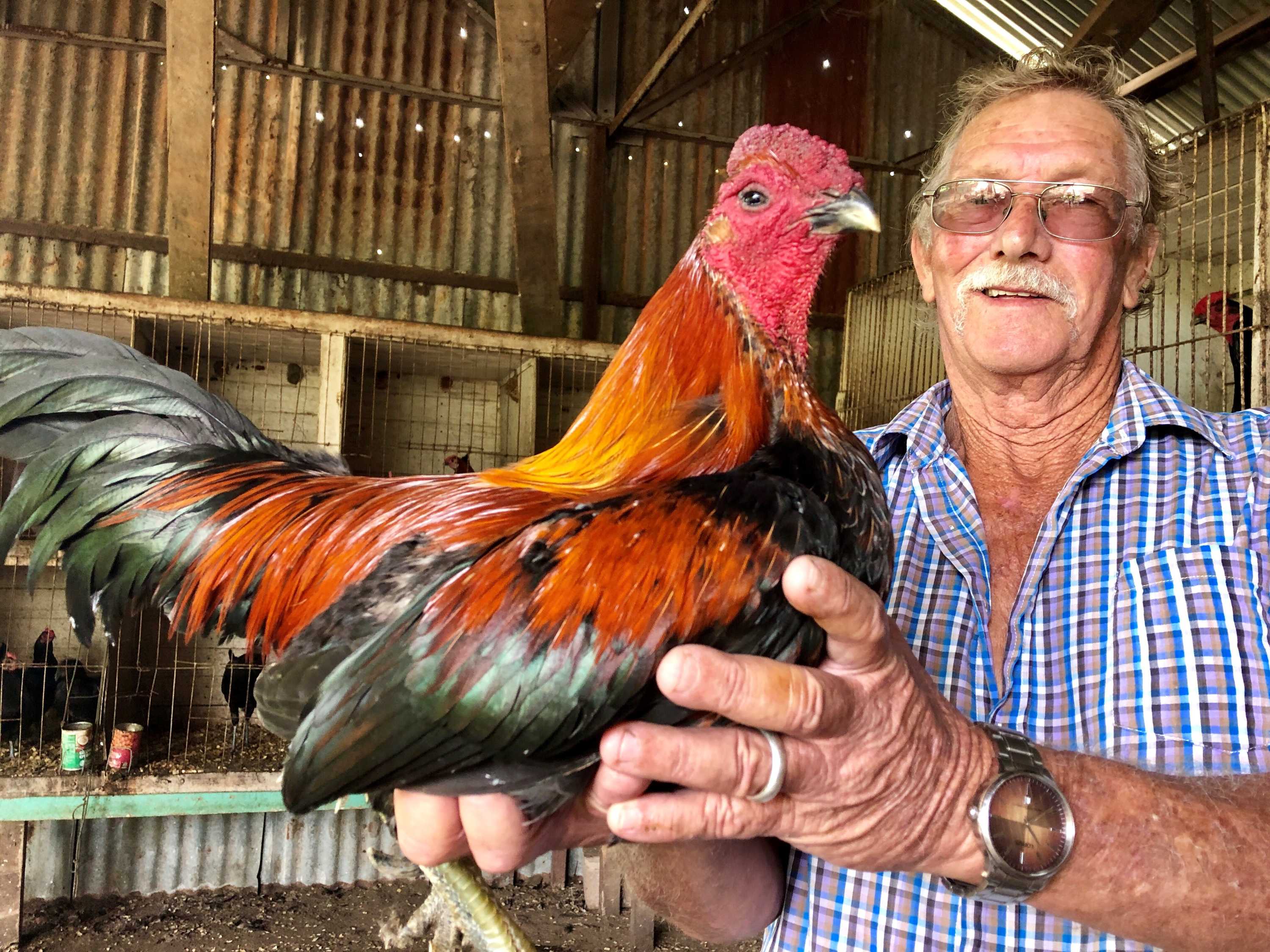 Lifetime commitment to breeding and showing chickens earns recognition ...