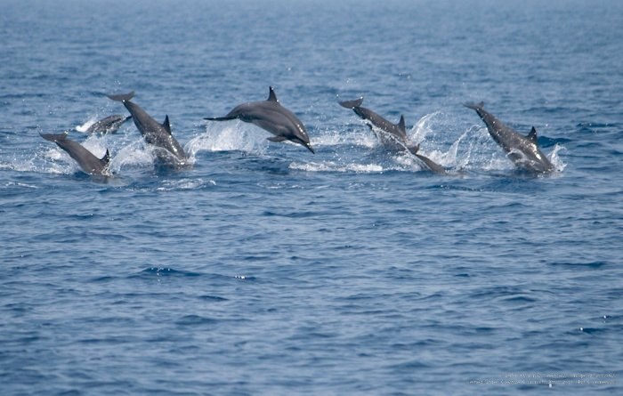 US agency investigates dolphin poaching in Guam - ABC News