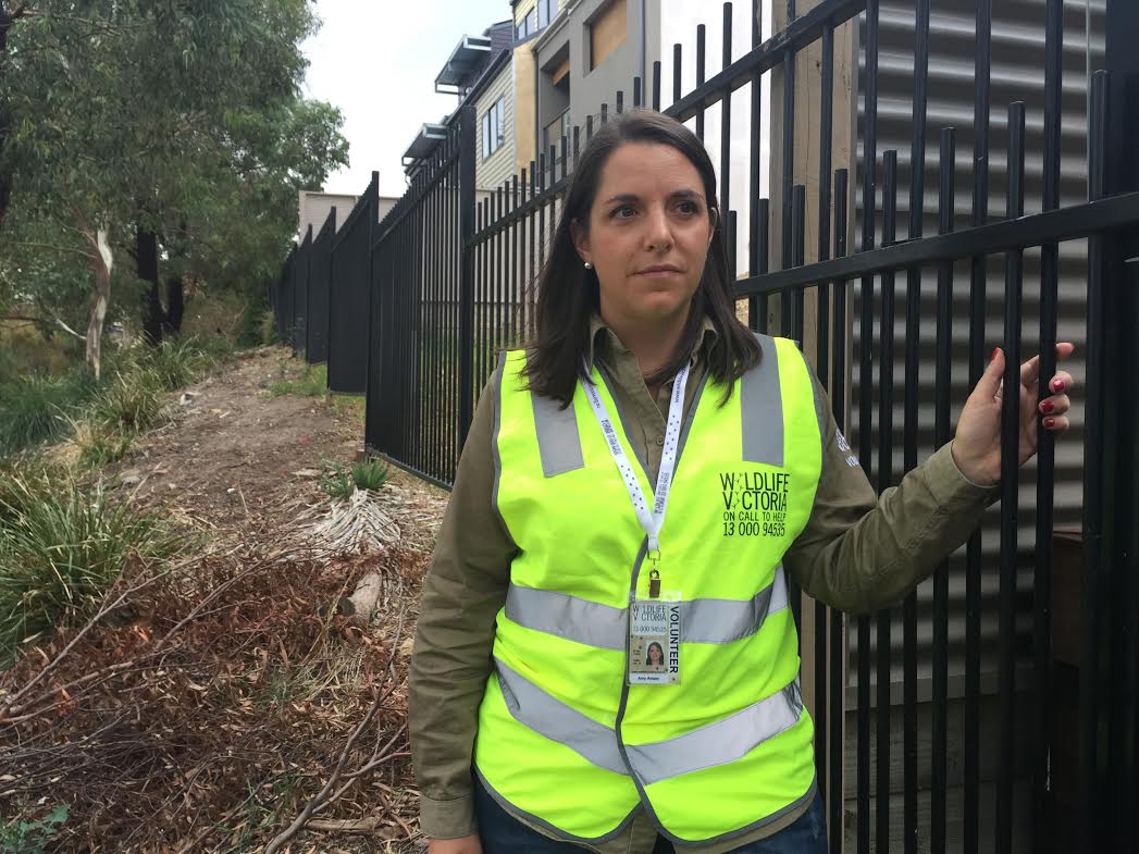 Kangaroos lost in Melbourne's inner suburbs a growing problem, wildlife ...