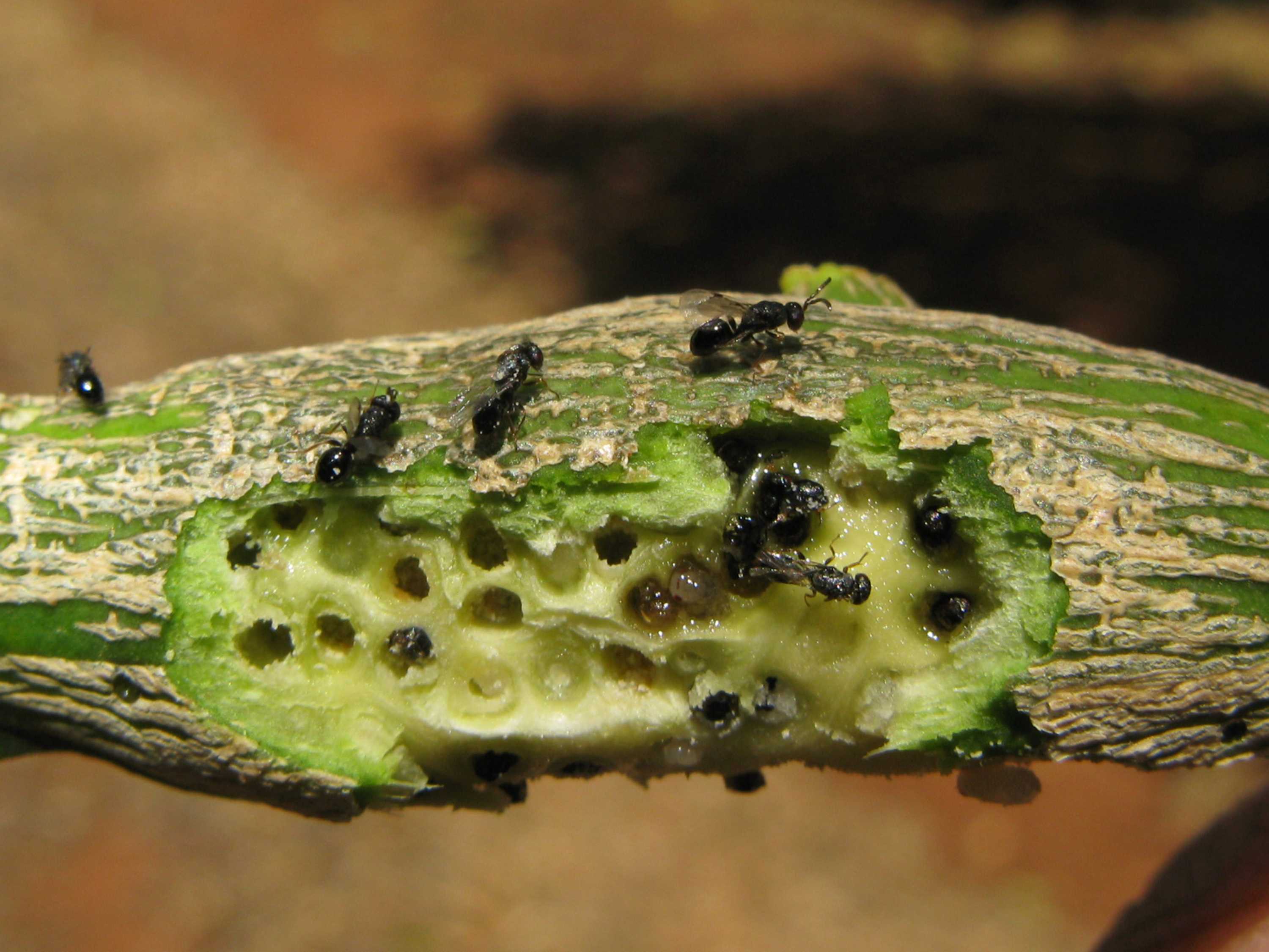 Save Our Citrus group campaigns to rescue Melbourne's lemon trees from ...