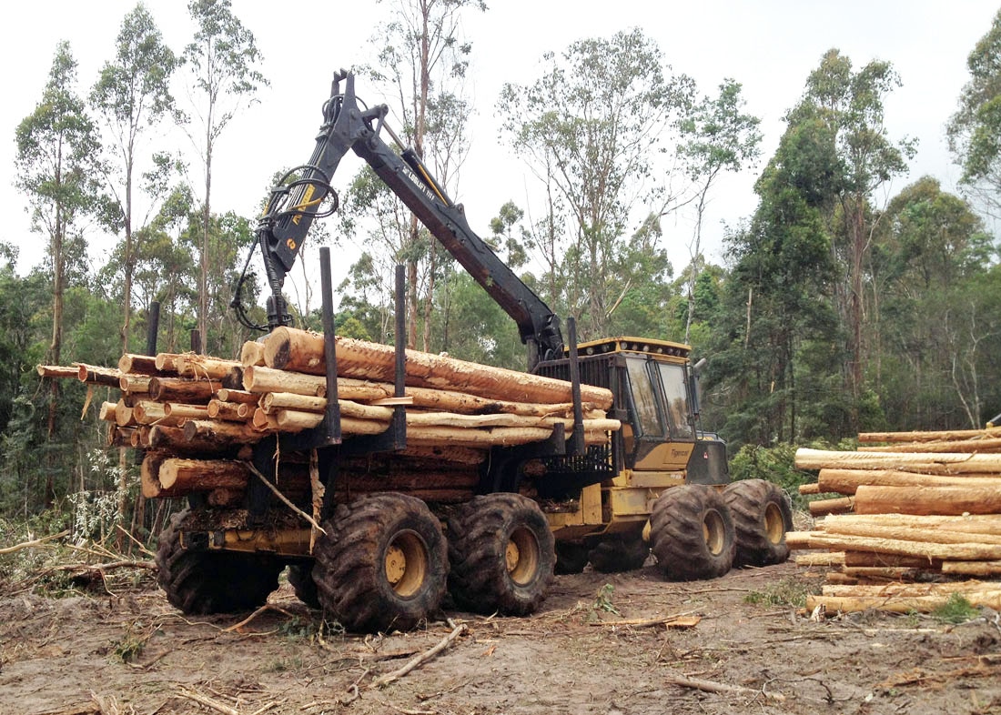 Harvesting Tasmania's forests for future sawlogs - ABC News