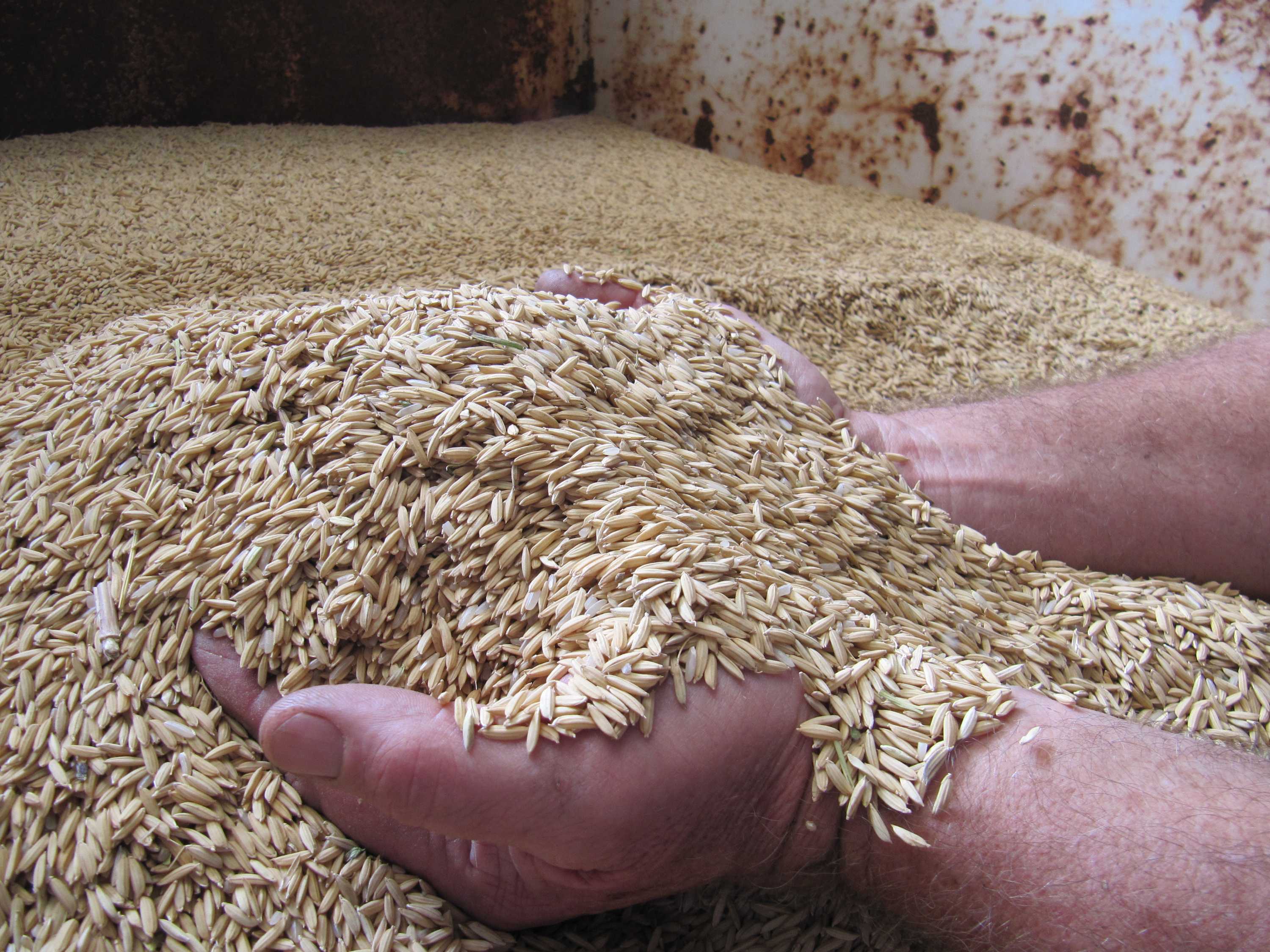 Australian rice growers on track to harvest 700,000-tonne crop - ABC News