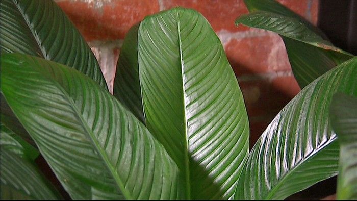 Stop the Sap Suckers - Gardening Australia