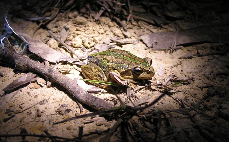 Spring frogs breeding up to six weeks earlier due to warming Canberra ...