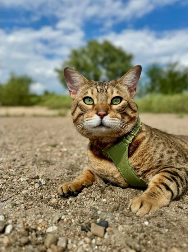 The 'XL Bully cat' is the latest internet-famous cat to stoke selective ...