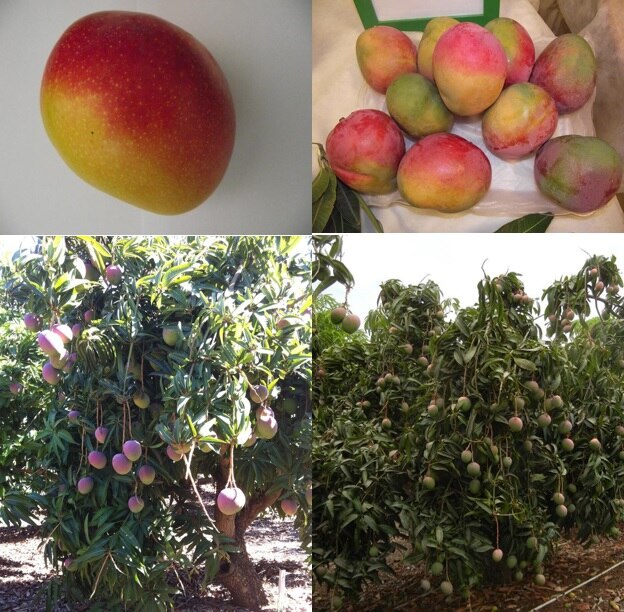 Perfection Fresh adds Israeli varieties to its growing mango empire ...