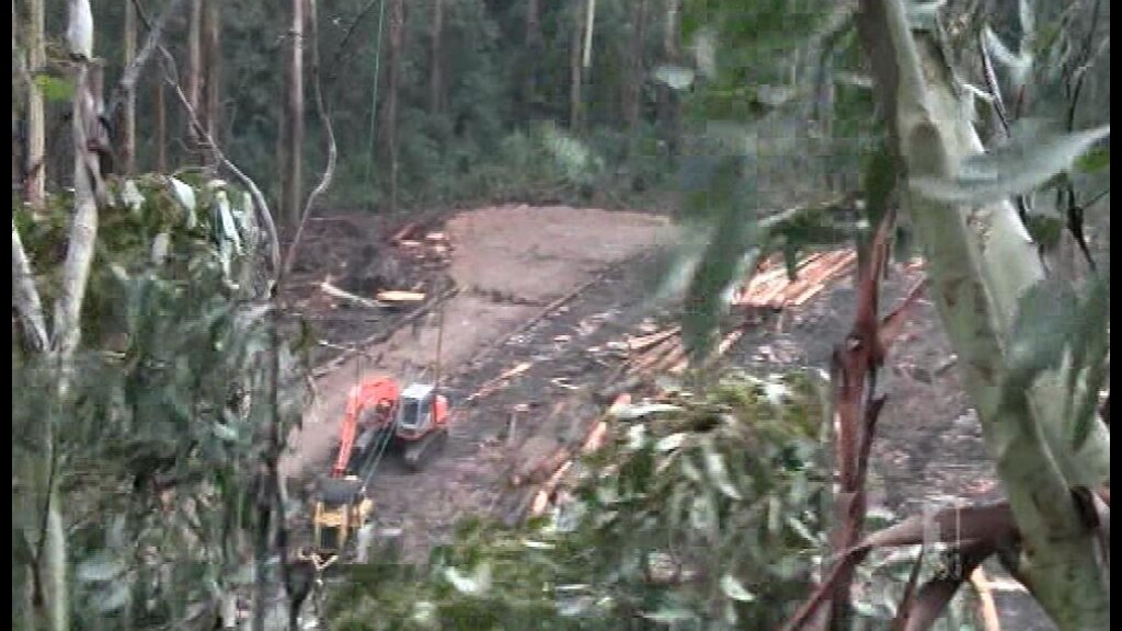 Toolangi - 3777 - Location - ABC News