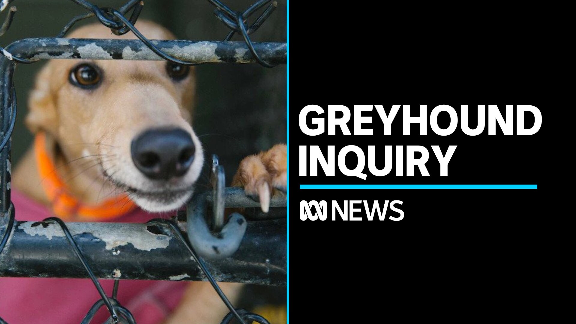 Calls for SA greyhound inquiry to have powers of royal commission - ABC ...