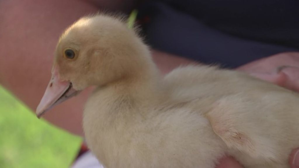 A Farm for Everyone: An inclusive farm haven changing lives - ABC News